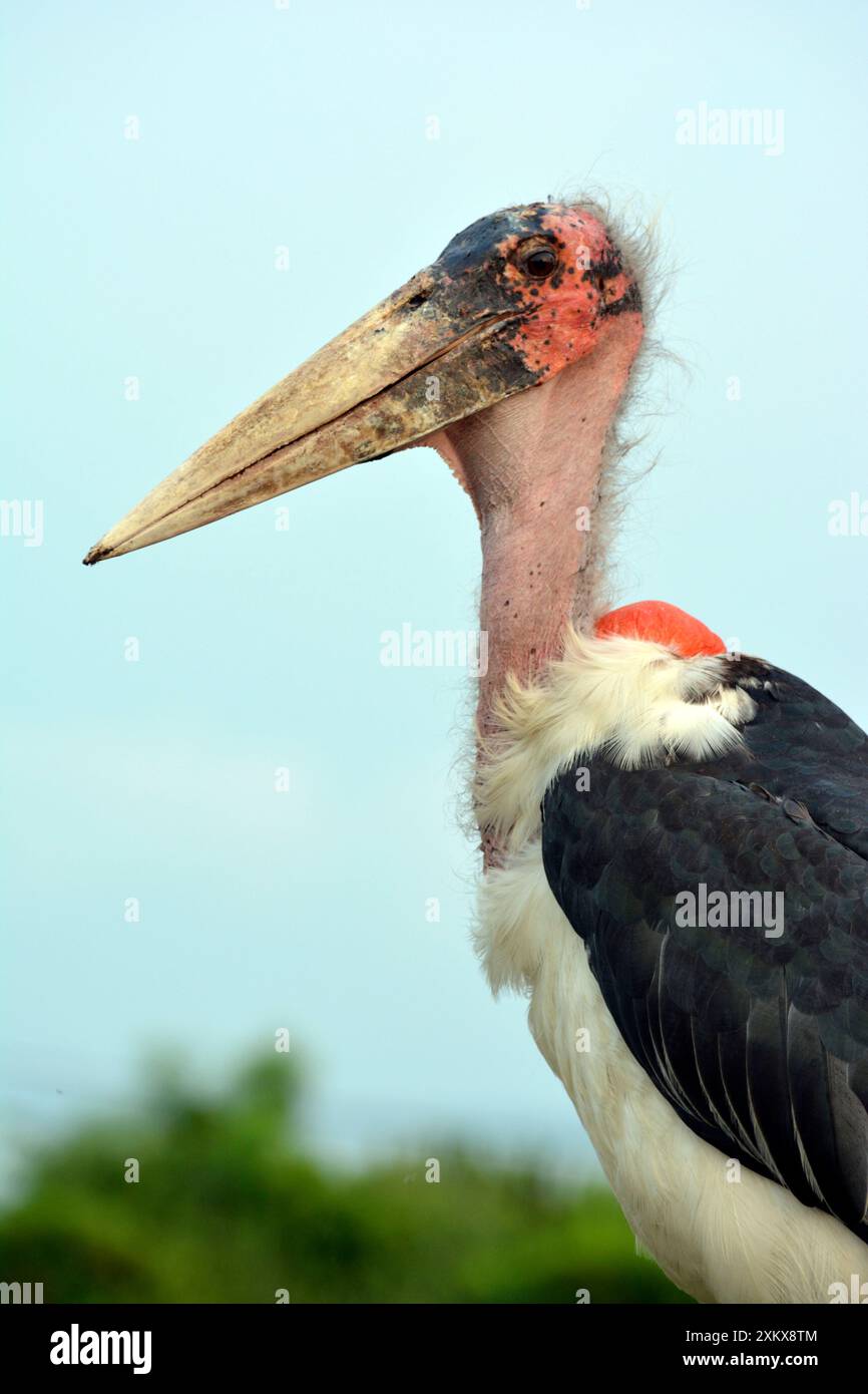 80195271 hi-res stock photography and images - Alamy