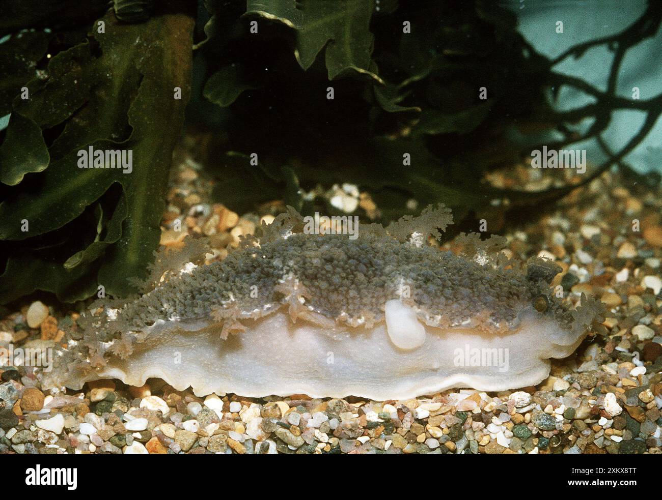British sea slugs hi-res stock photography and images - Alamy