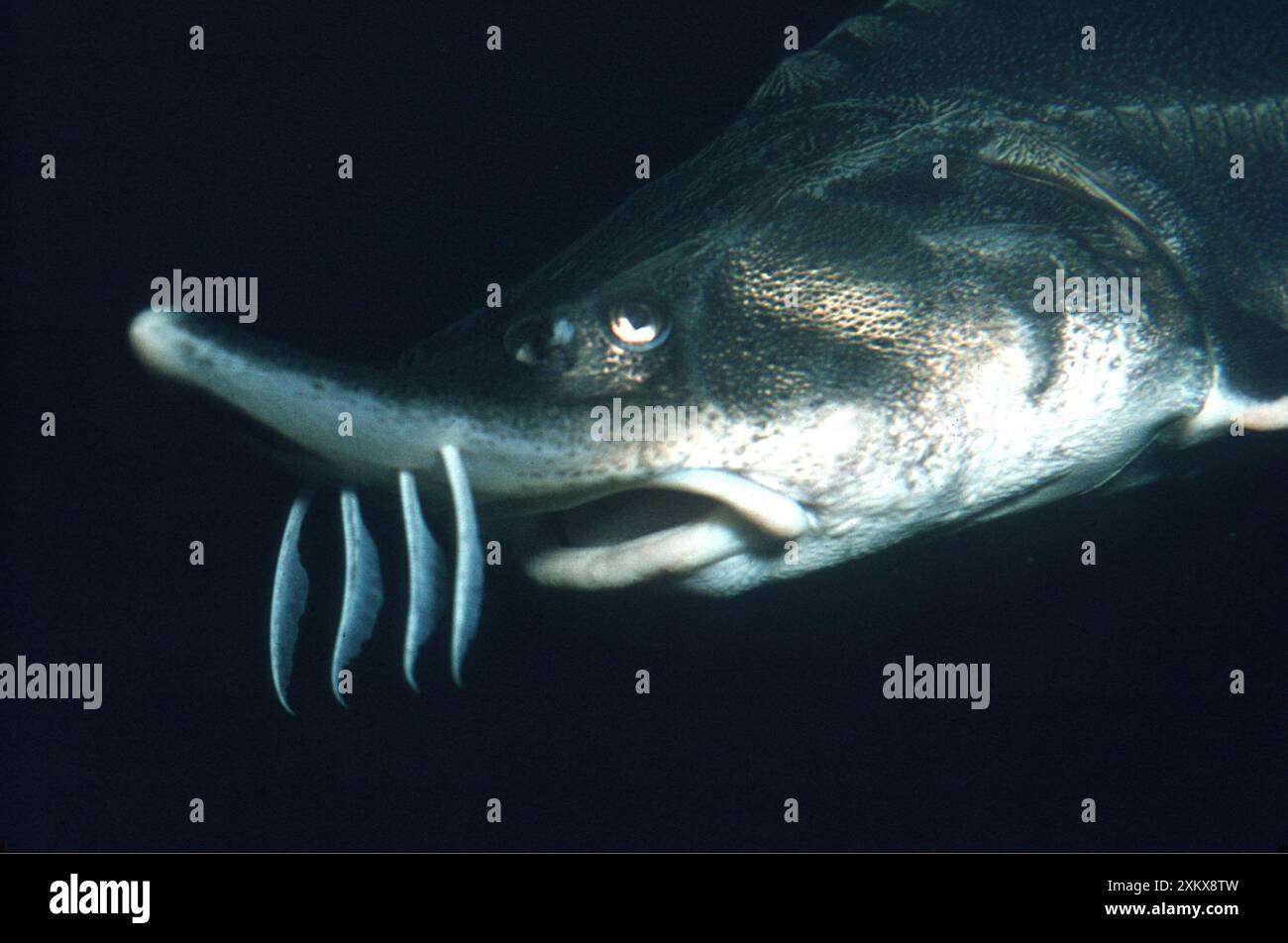 STURGEON - shows 4 barbels in front of mouth Stock Photo - Alamy
