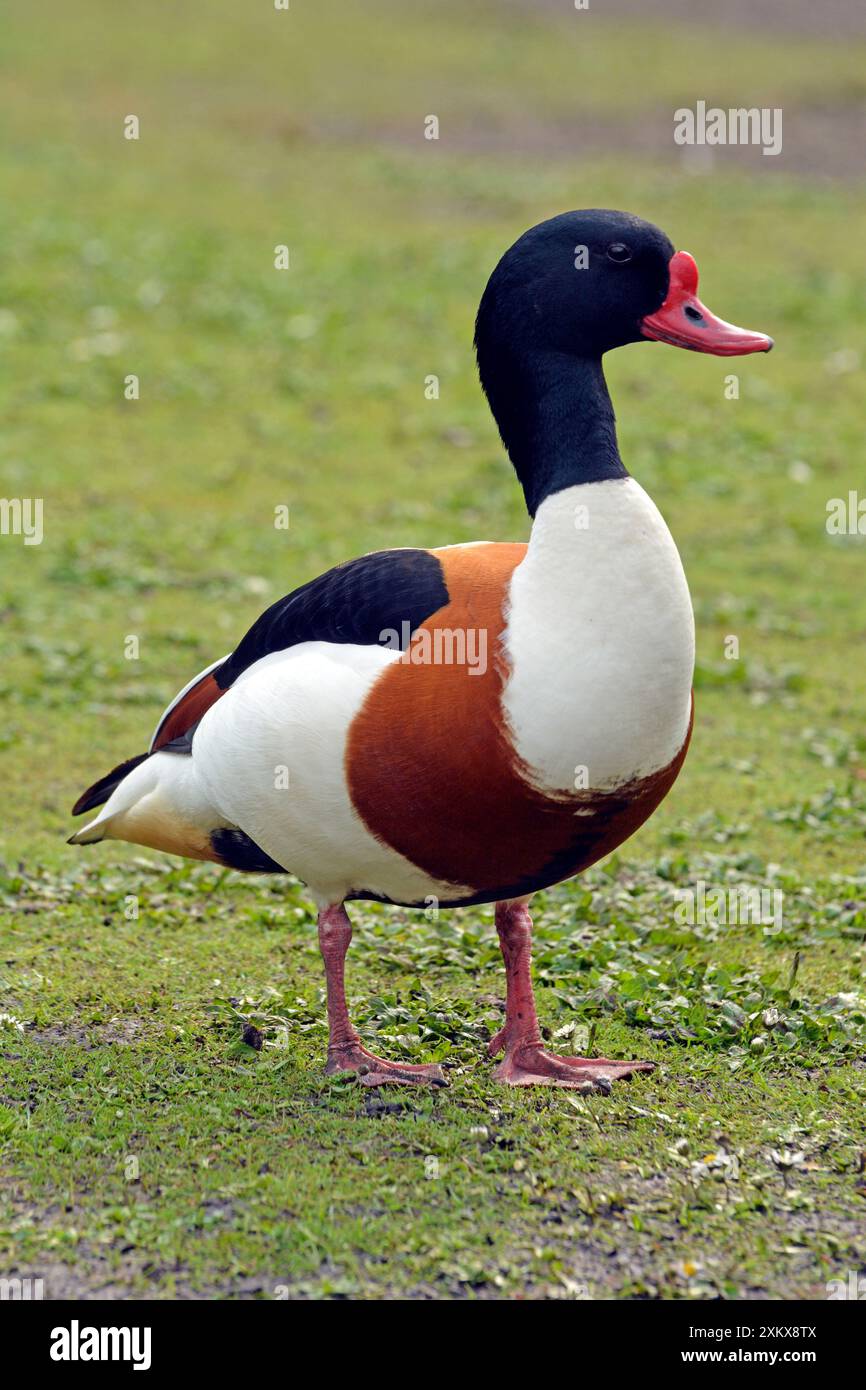 80195275 Shelduck - Coastal areas of Europe Tadorna Stock Photo - Alamy