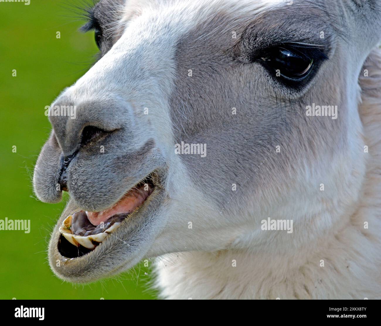 Origin south america hi-res stock photography and images - Alamy