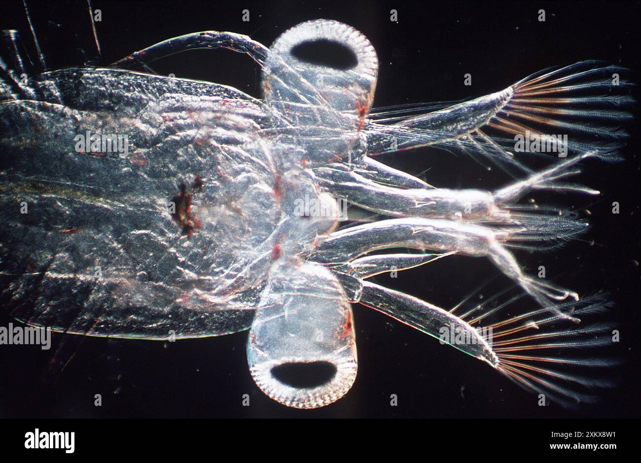 MARINE PLANKTON - head of Crab larvae Stock Photo - Alamy