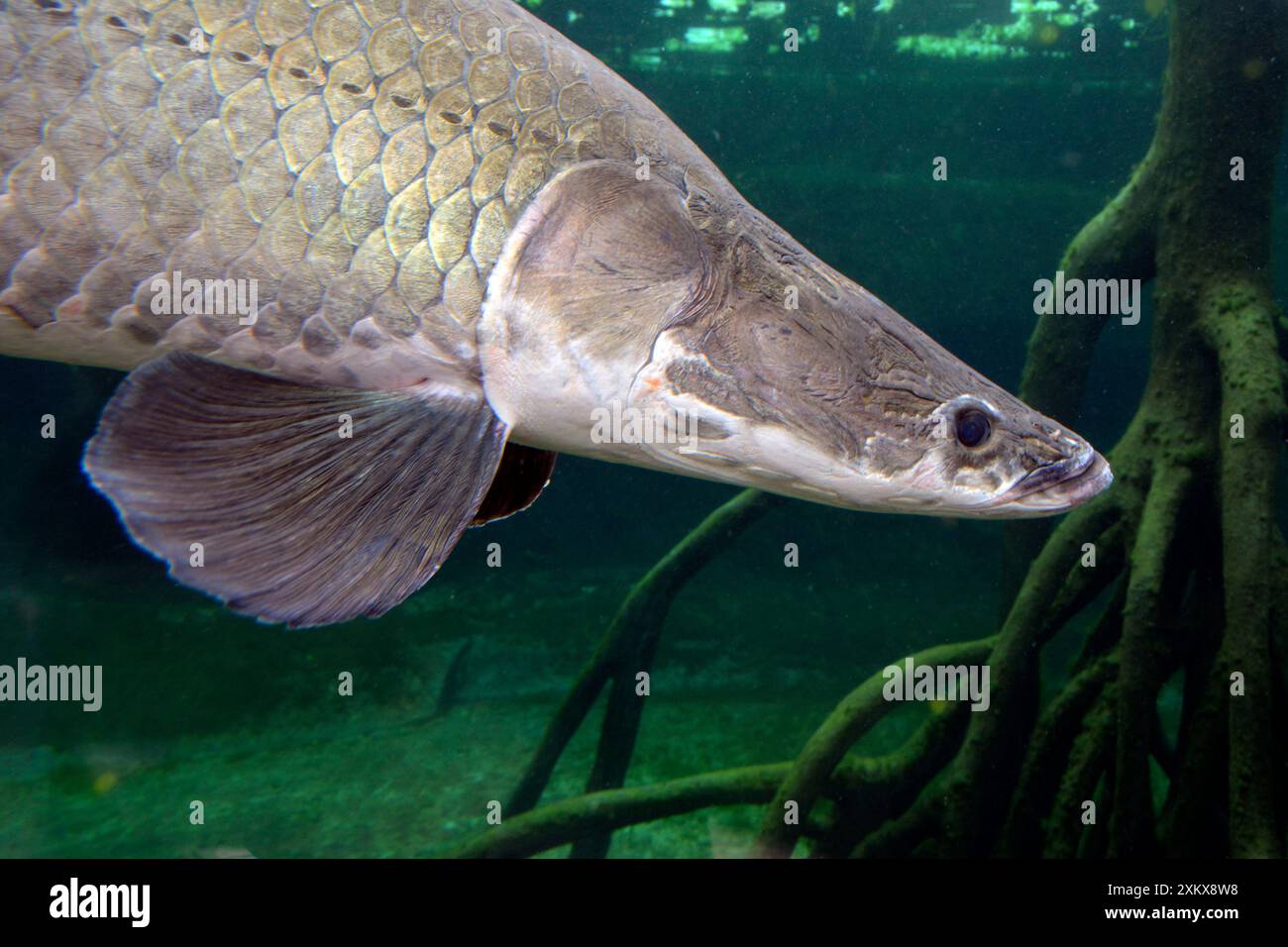 80195245 Arapaima - (world's largest freshwater Stock Photo - Alamy