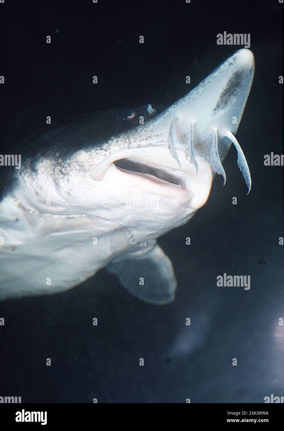 Lake STURGEON - shows 4 barbels in front of mouth Stock Photo - Alamy