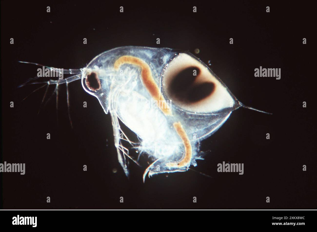 WATER FLEA / DAPHNIA -with resting egg Stock Photo - Alamy