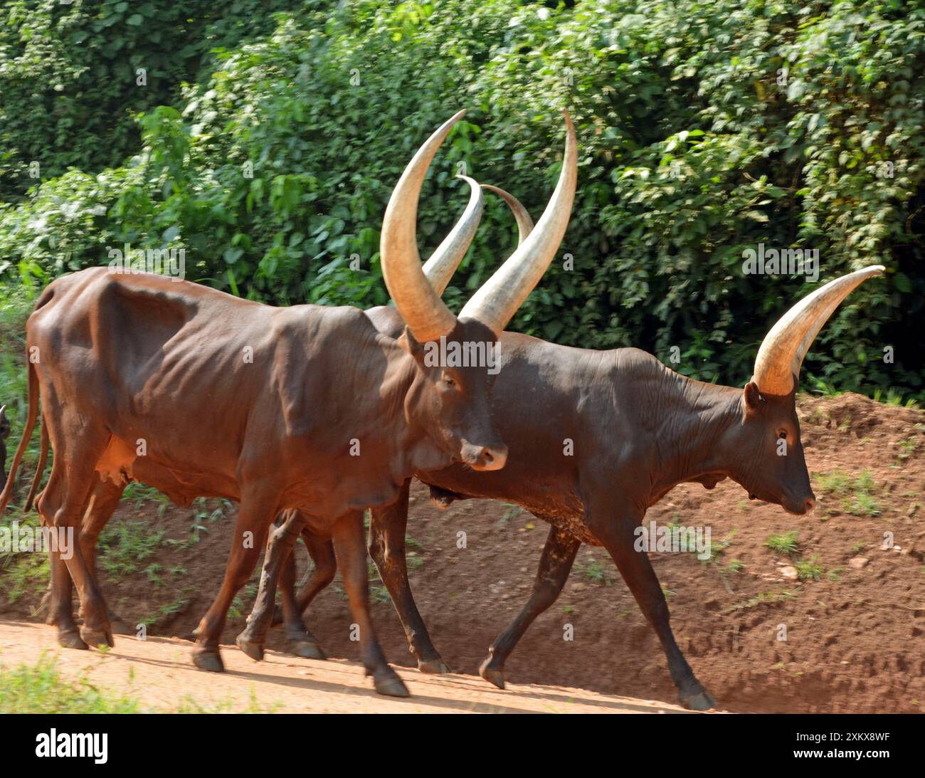 80195244 Ankole Cattle near Fort Portal, Uganda Stock Photo - Alamy