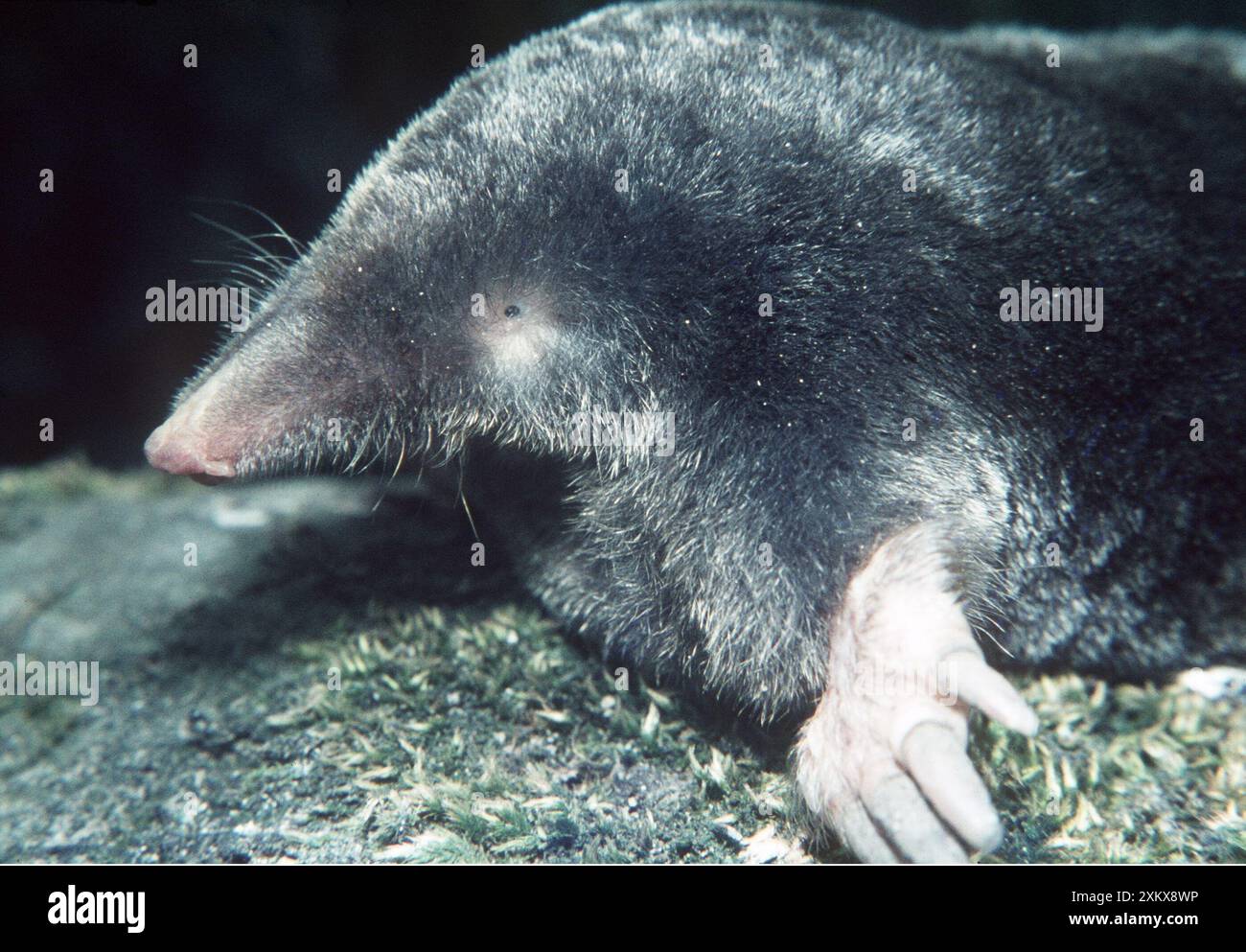 European / Common MOLE - Close-up head, showing Stock Photo - Alamy