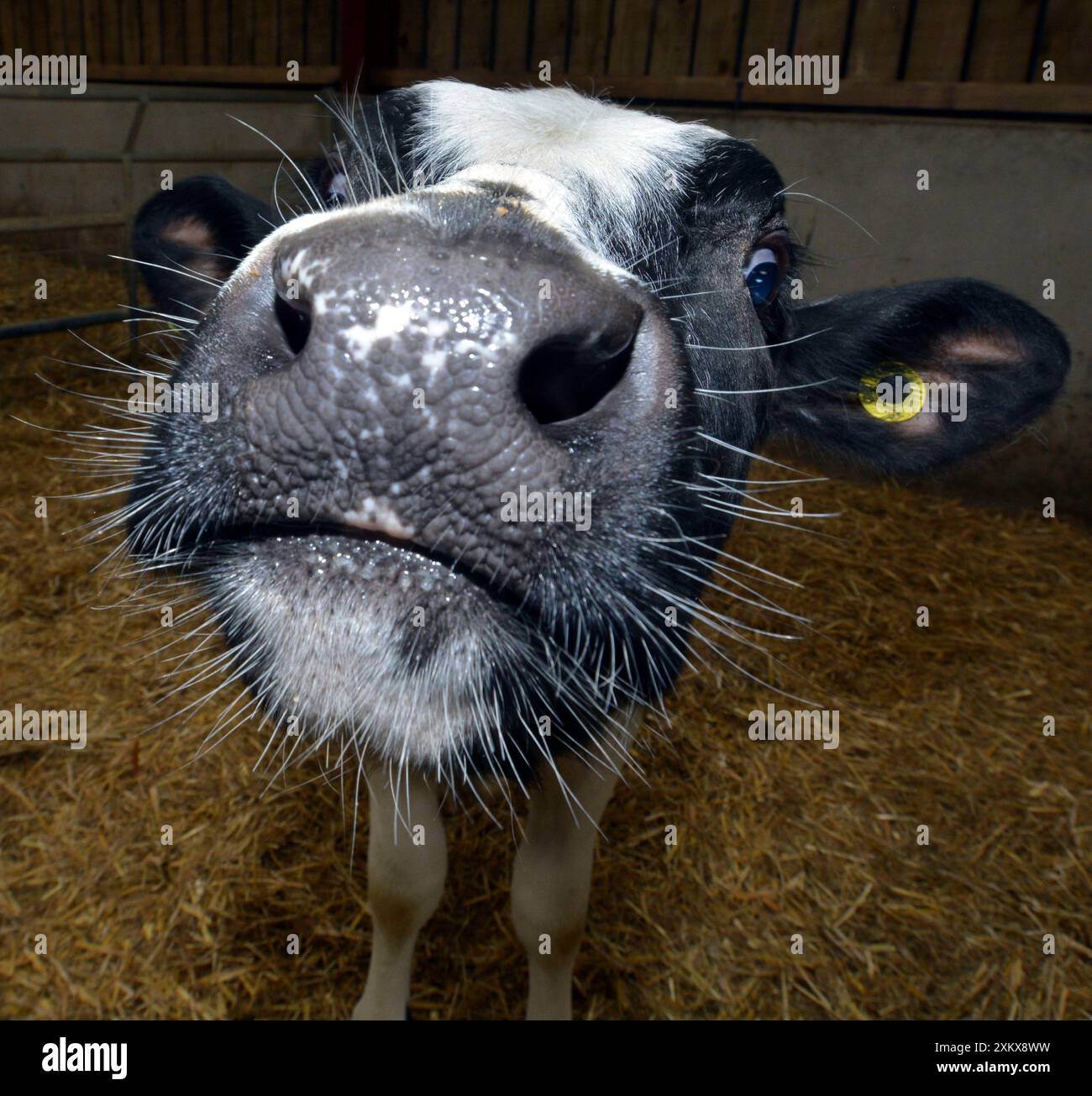 Cattle pen hi-res stock photography and images - Alamy