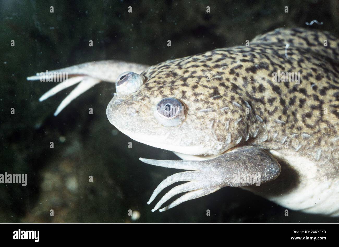 Frog feet hi-res stock photography and images - Alamy