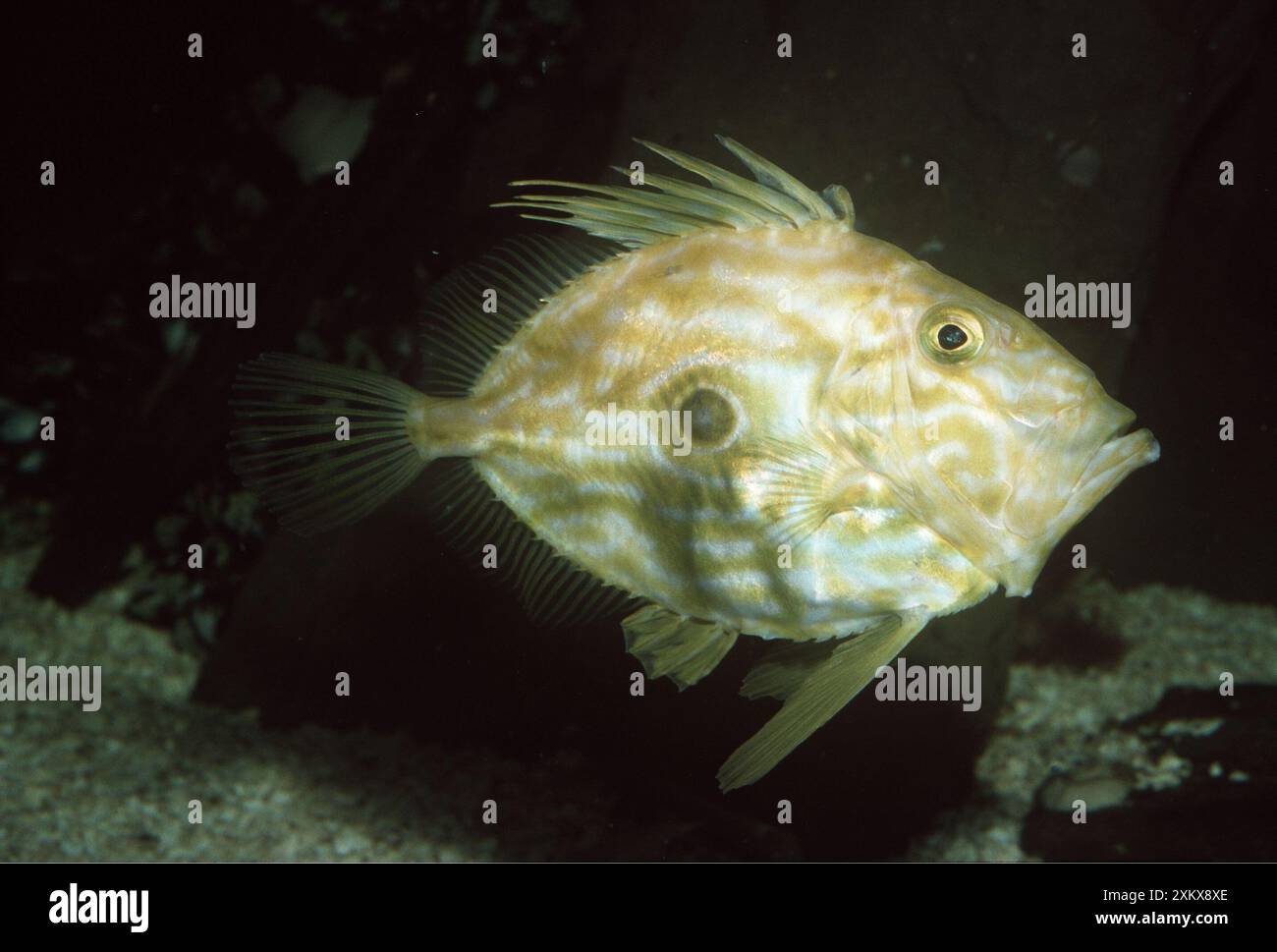 JOHN DORY FISH Stock Photo - Alamy