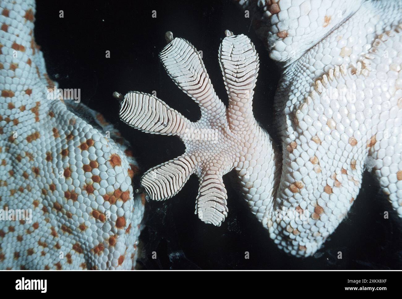 Tokay Gecko - showing gripping ridges on gecko foot Stock Photo - Alamy