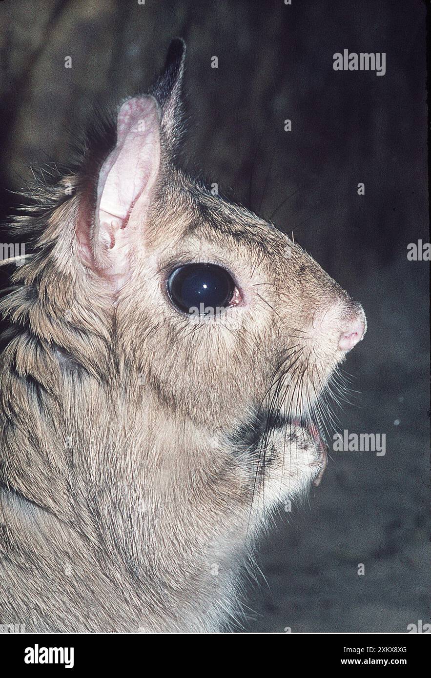 African hare hi-res stock photography and images - Alamy