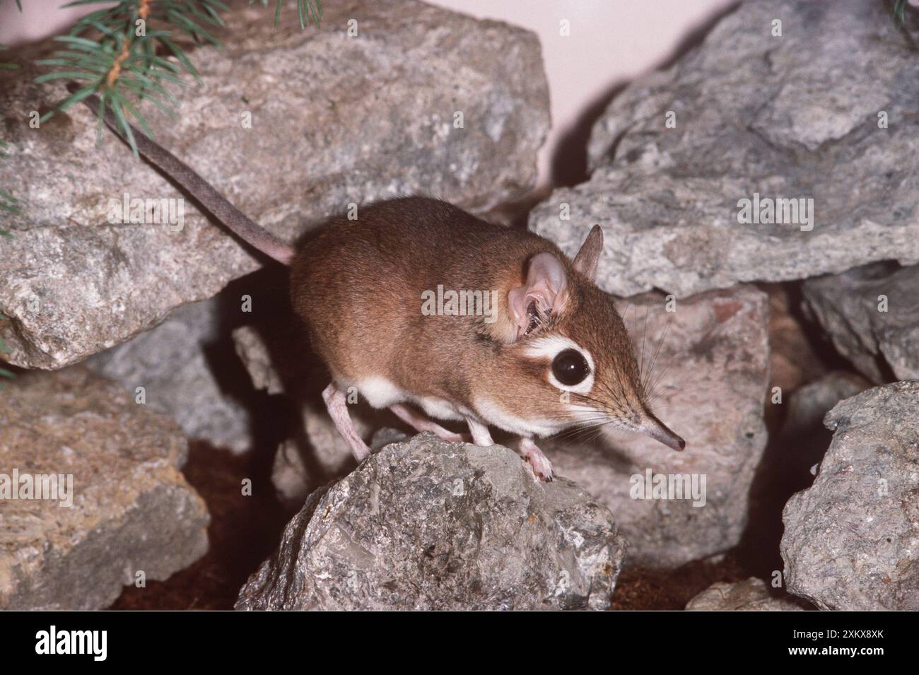Shrew eyes hi-res stock photography and images - Alamy