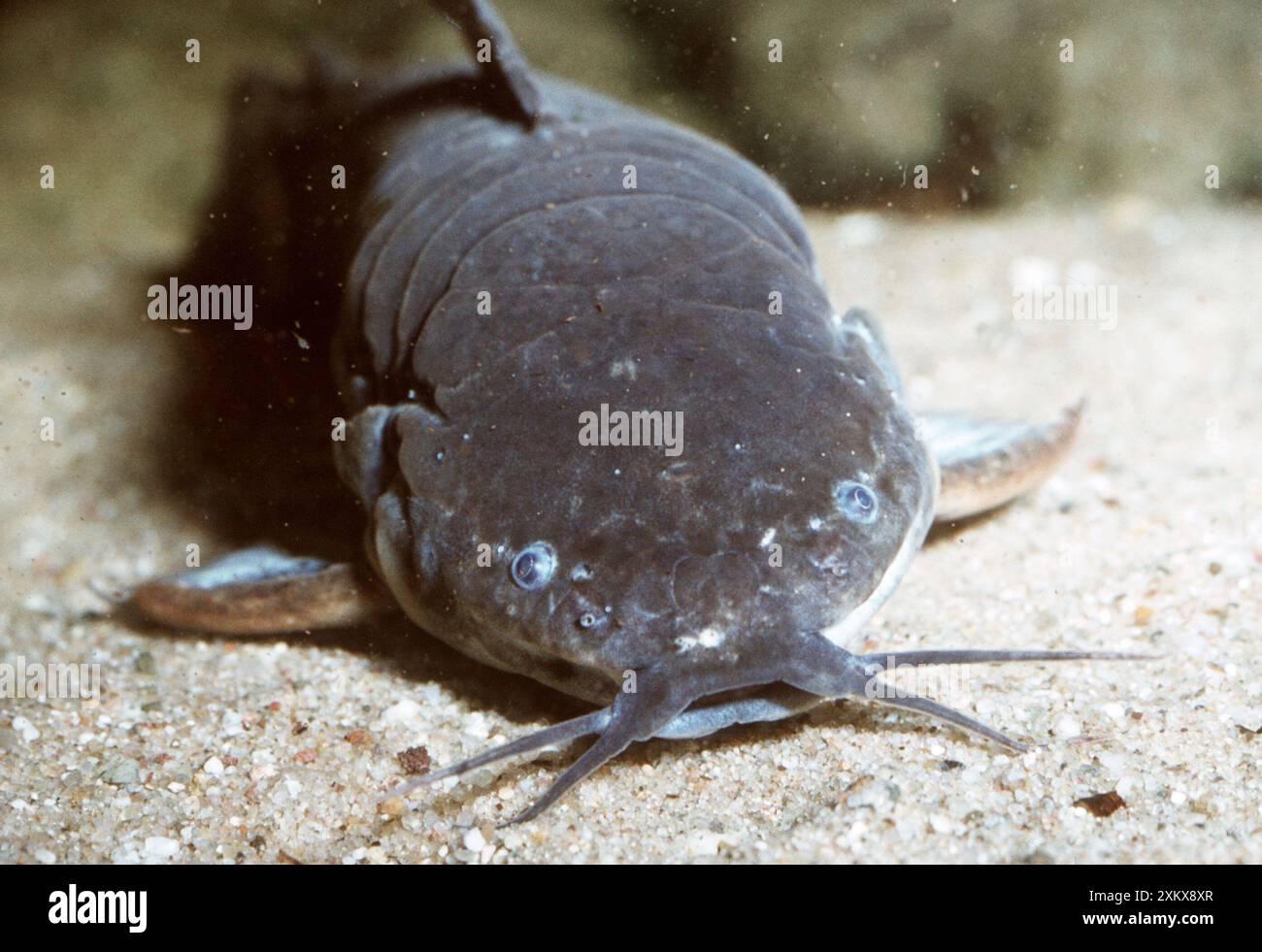 Catfish head hi-res stock photography and images - Alamy