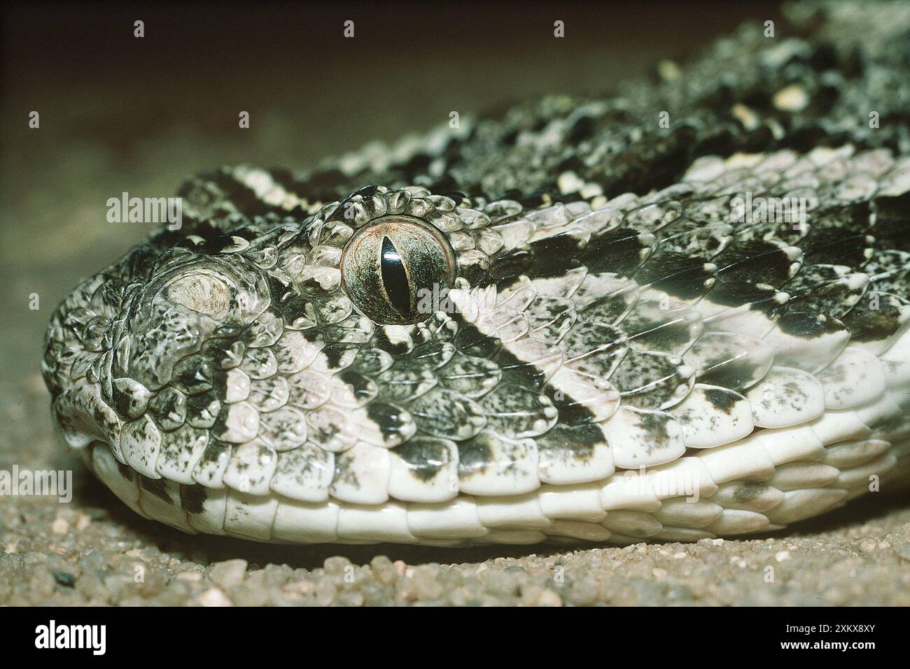Puffadder hi-res stock photography and images - Alamy