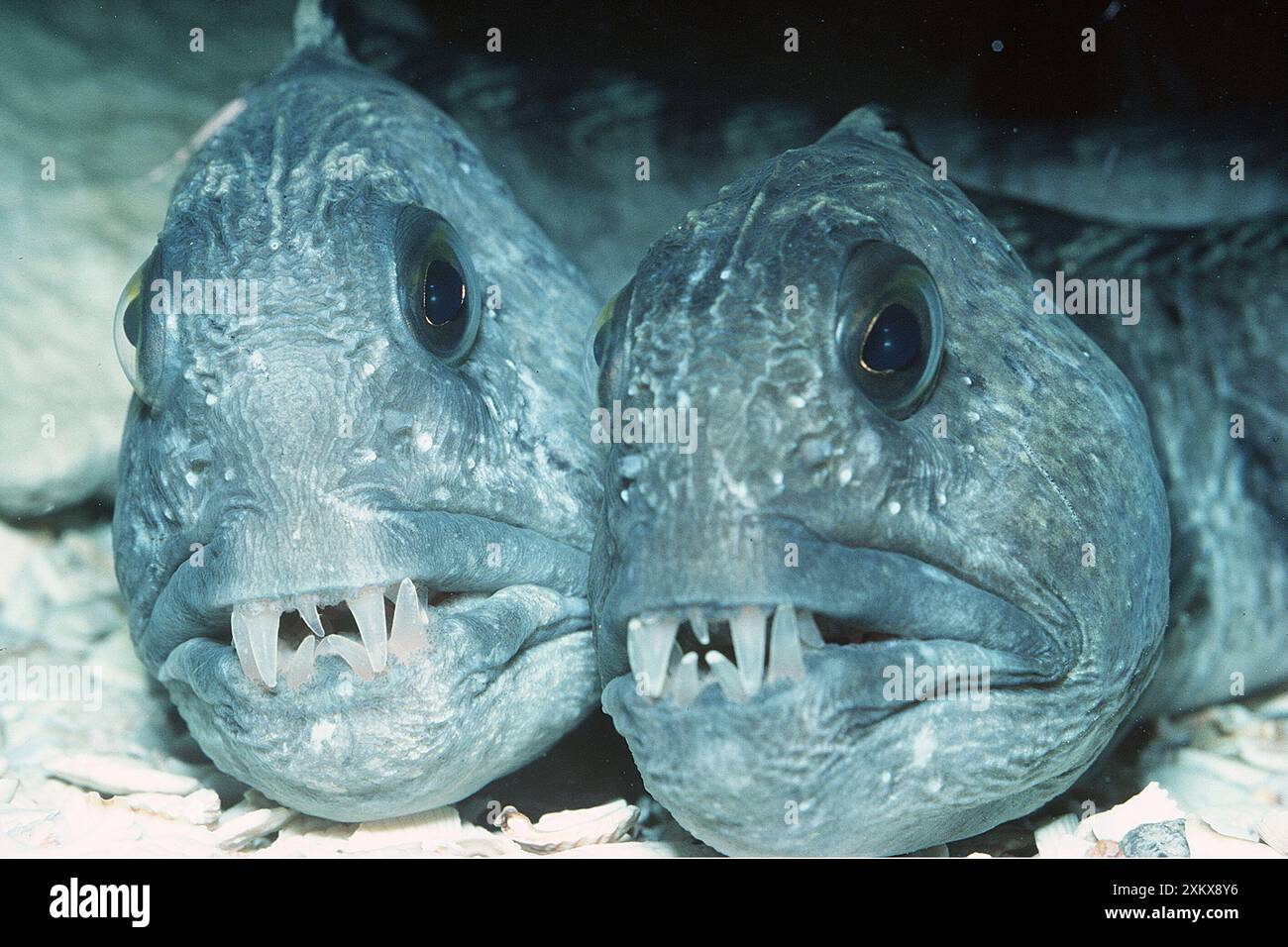 WOLF FISH - pair Stock Photo - Alamy