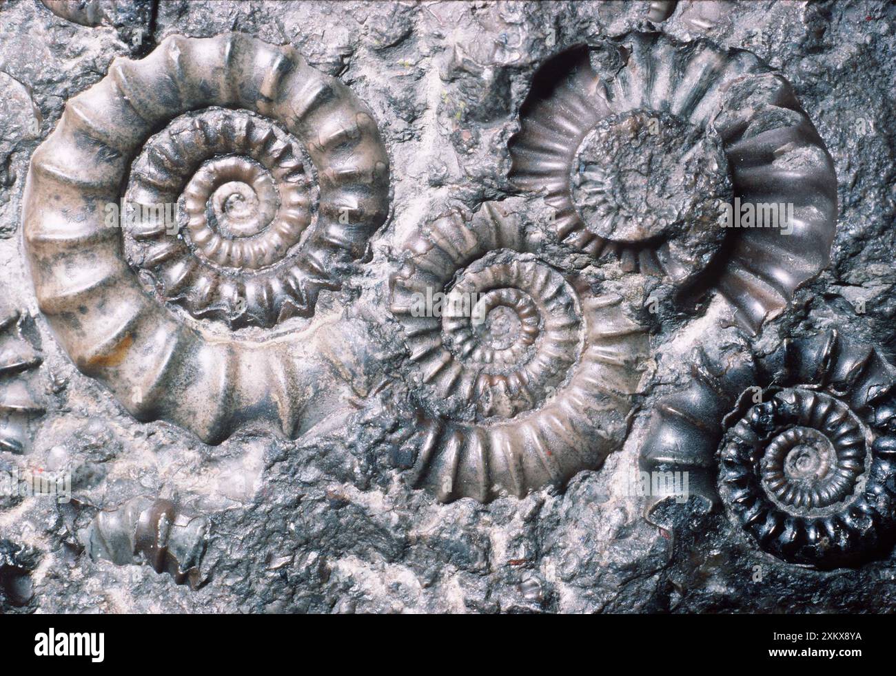 FOSSILS - AMMONITES Stock Photo - Alamy