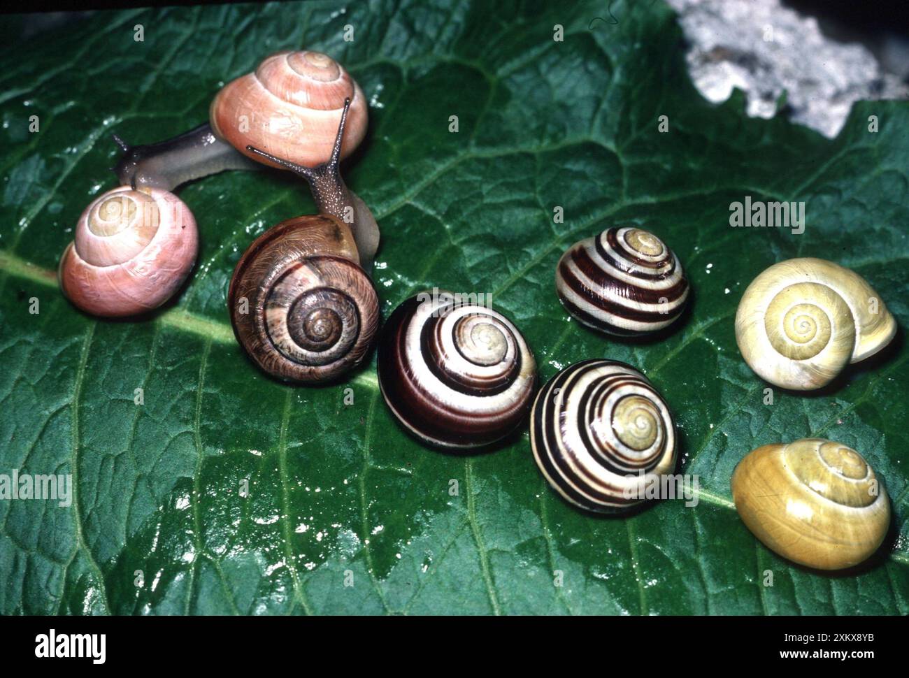 Banded snail polymorphism hi-res stock photography and images - Alamy