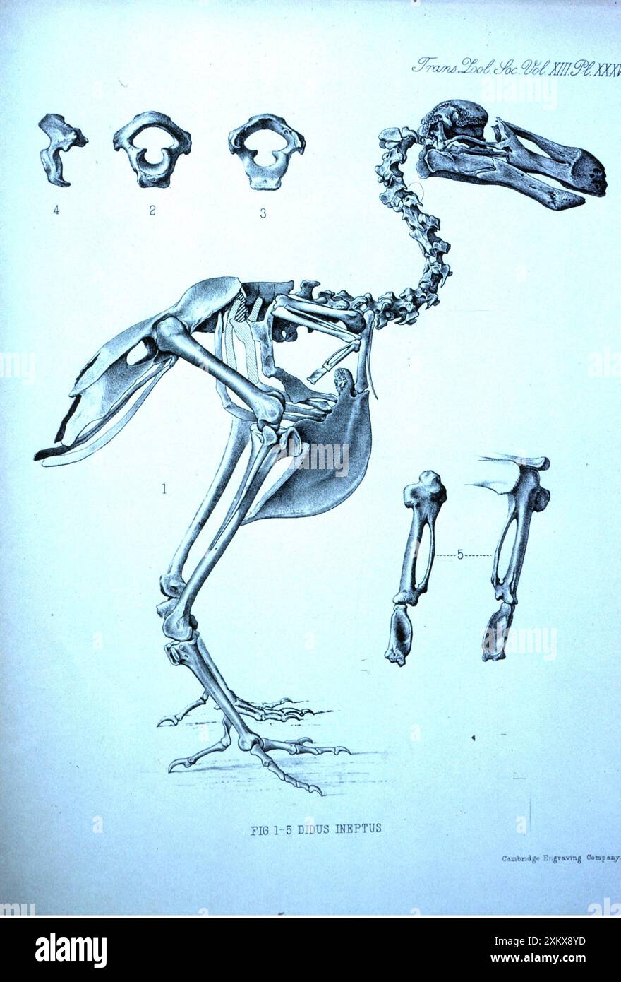 Dodo bird bones hi-res stock photography and images - Alamy