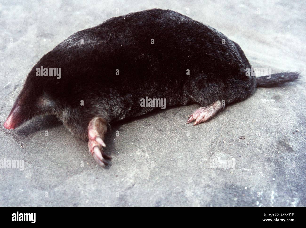 European / Common MOLE - showing spade-like feet Stock Photo - Alamy