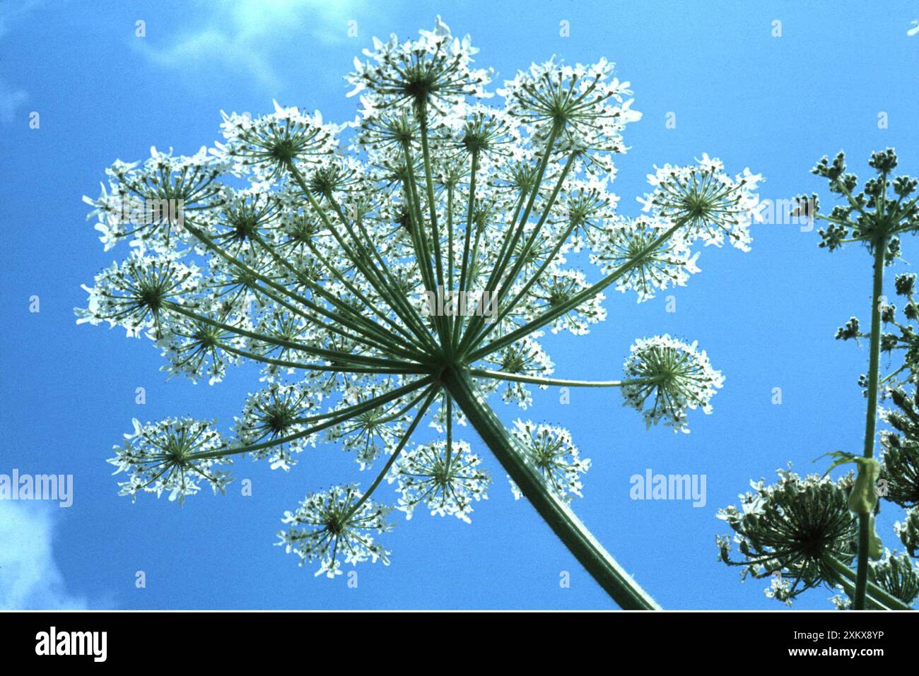 GIANT HOGWEED - flower head. Flowers between May - July Stock Photo - Alamy