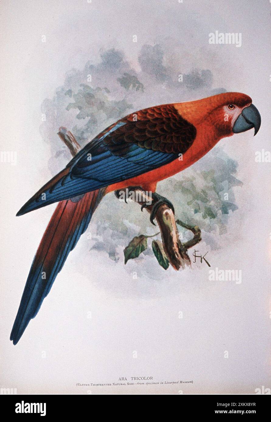 Print from the 19th century hi-res stock photography and images - Alamy