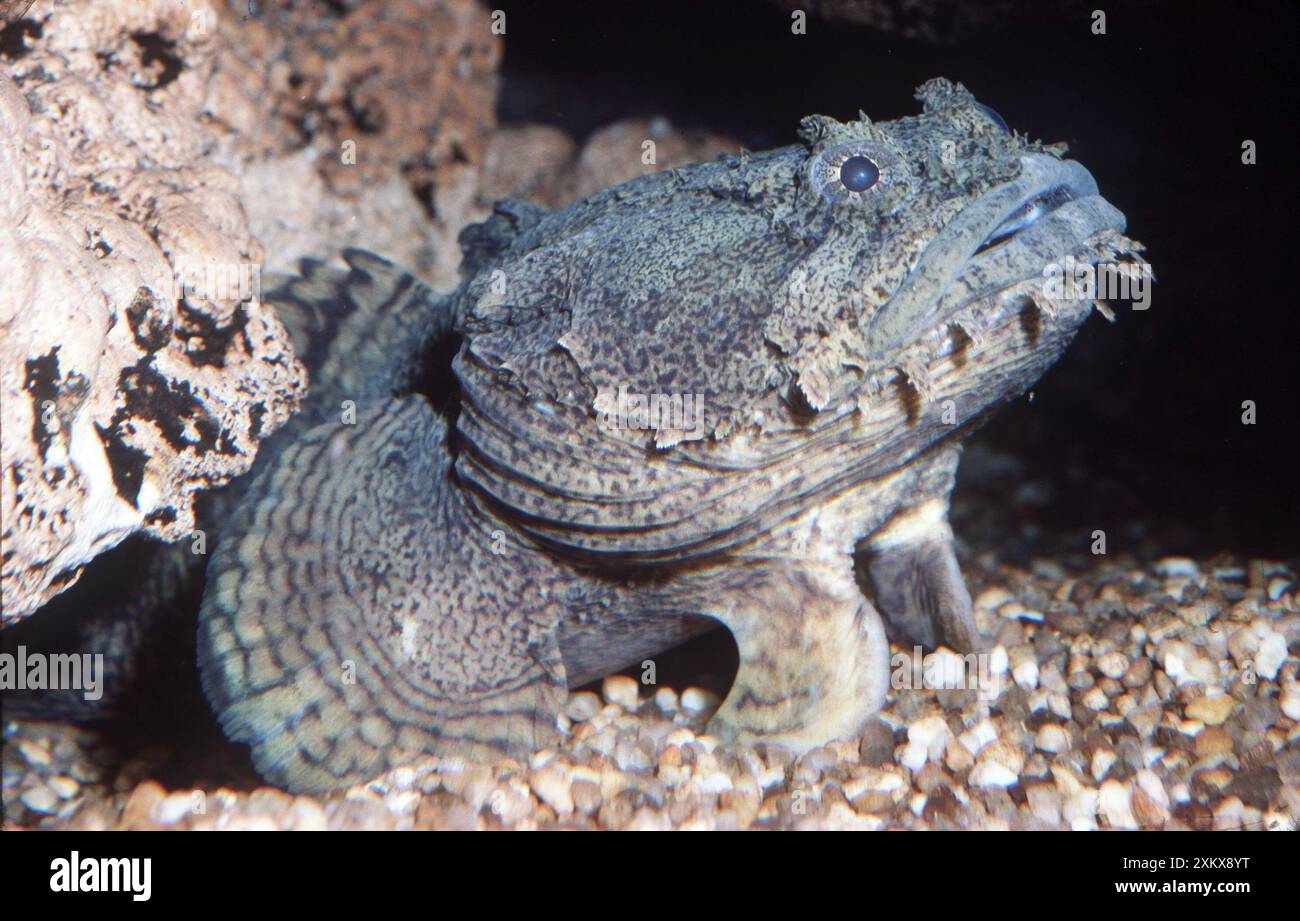 Ugly toadfish hi-res stock photography and images - Alamy