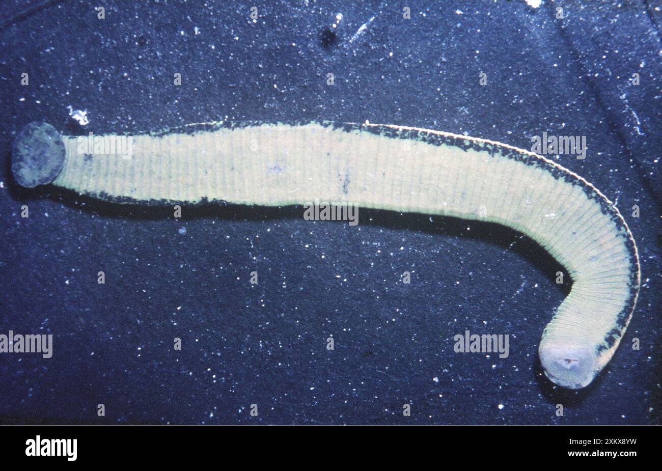 LEECH - MEDICINAL Stock Photo - Alamy