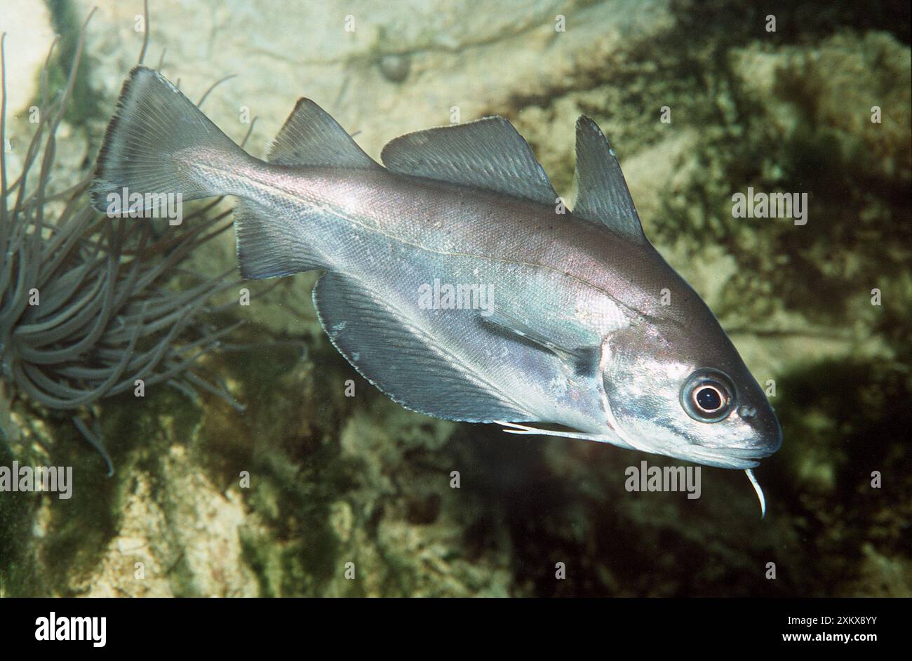 POUT - side view showing barbel Stock Photo - Alamy