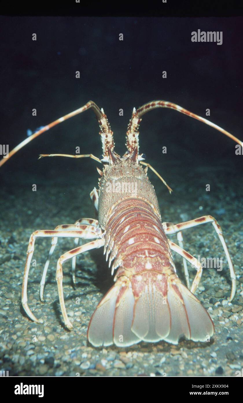 Lobster lobsters underwater fish hi-res stock photography and images ...