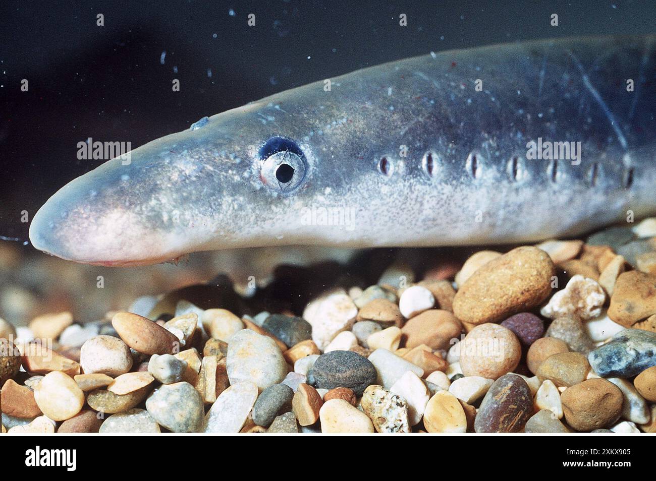 Lamprey fish hi-res stock photography and images - Alamy