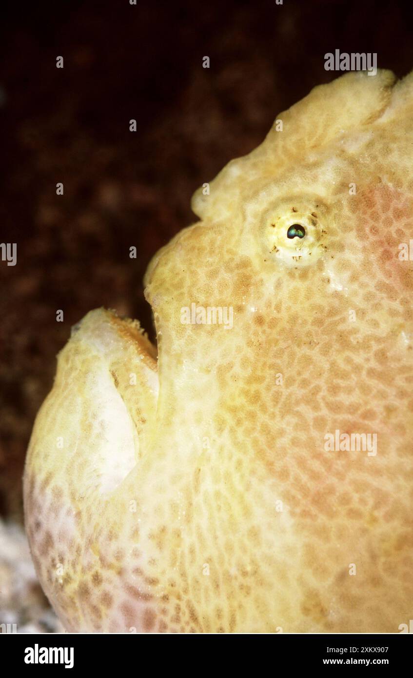 Anglerfish underwater in ocean wildlife hi-res stock photography and ...