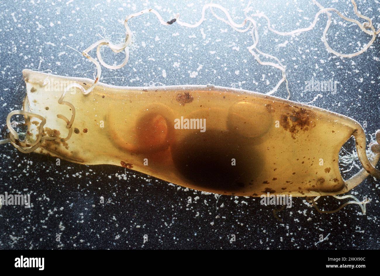 Lesser spotted DOGFISH / Sandy DOGFISH / Rough hound Stock Photo - Alamy