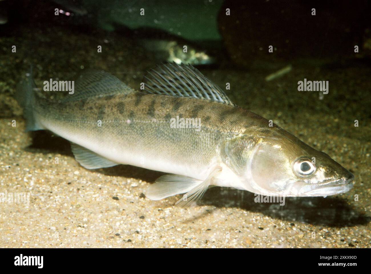 ZANDER / PIKE PERCH Stock Photo - Alamy