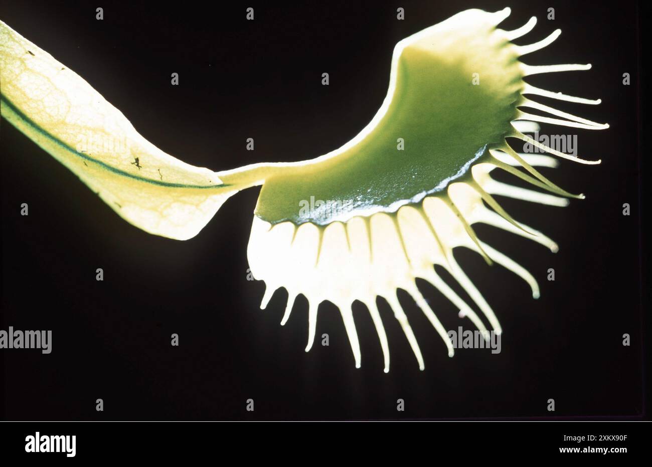 VENUS FLY TRAP Stock Photo - Alamy