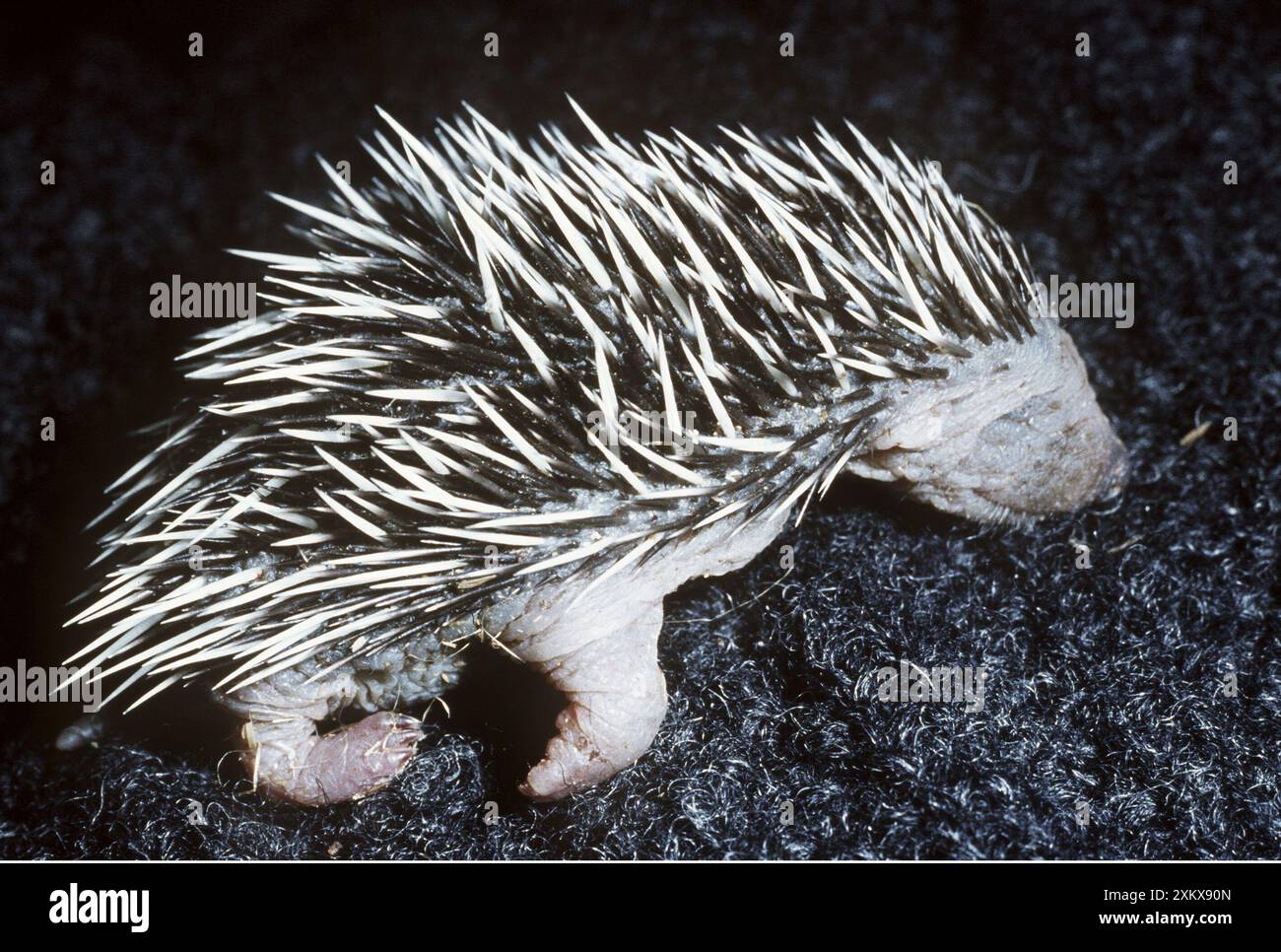 Hedgehog young animal insectivore hi-res stock photography and images ...