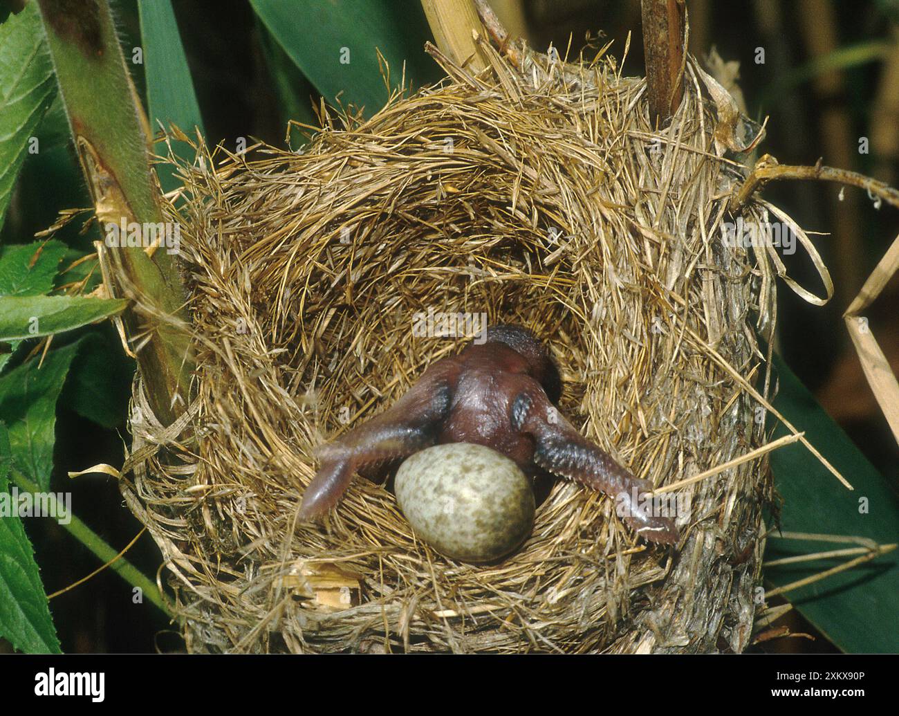 Cuckoo chick - ejecting Reed Warbler egg (Acrocephalus Stock Photo - Alamy