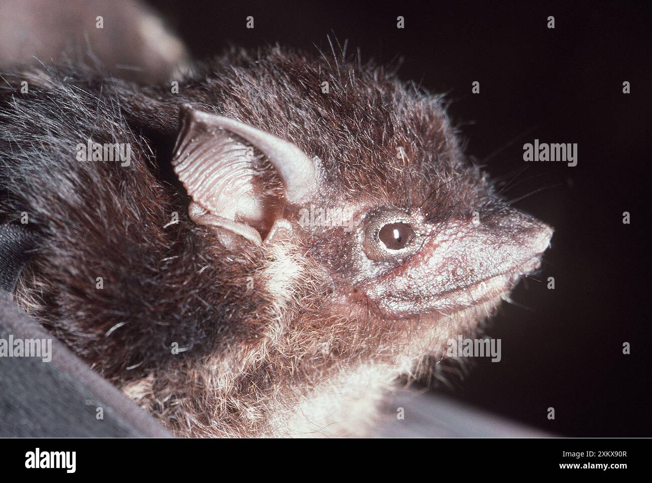 Lined faces hi-res stock photography and images - Alamy