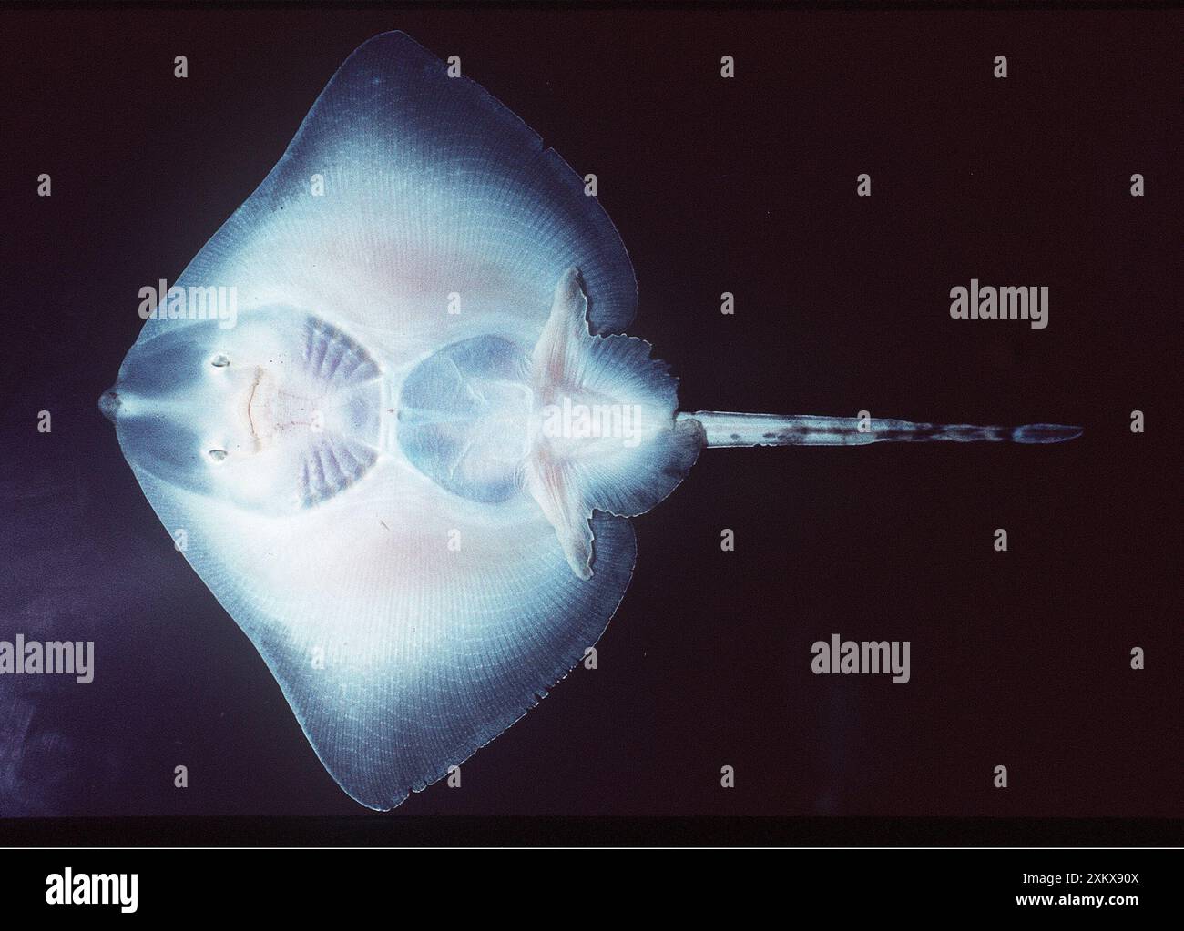 Common SKATE - underside Stock Photo - Alamy