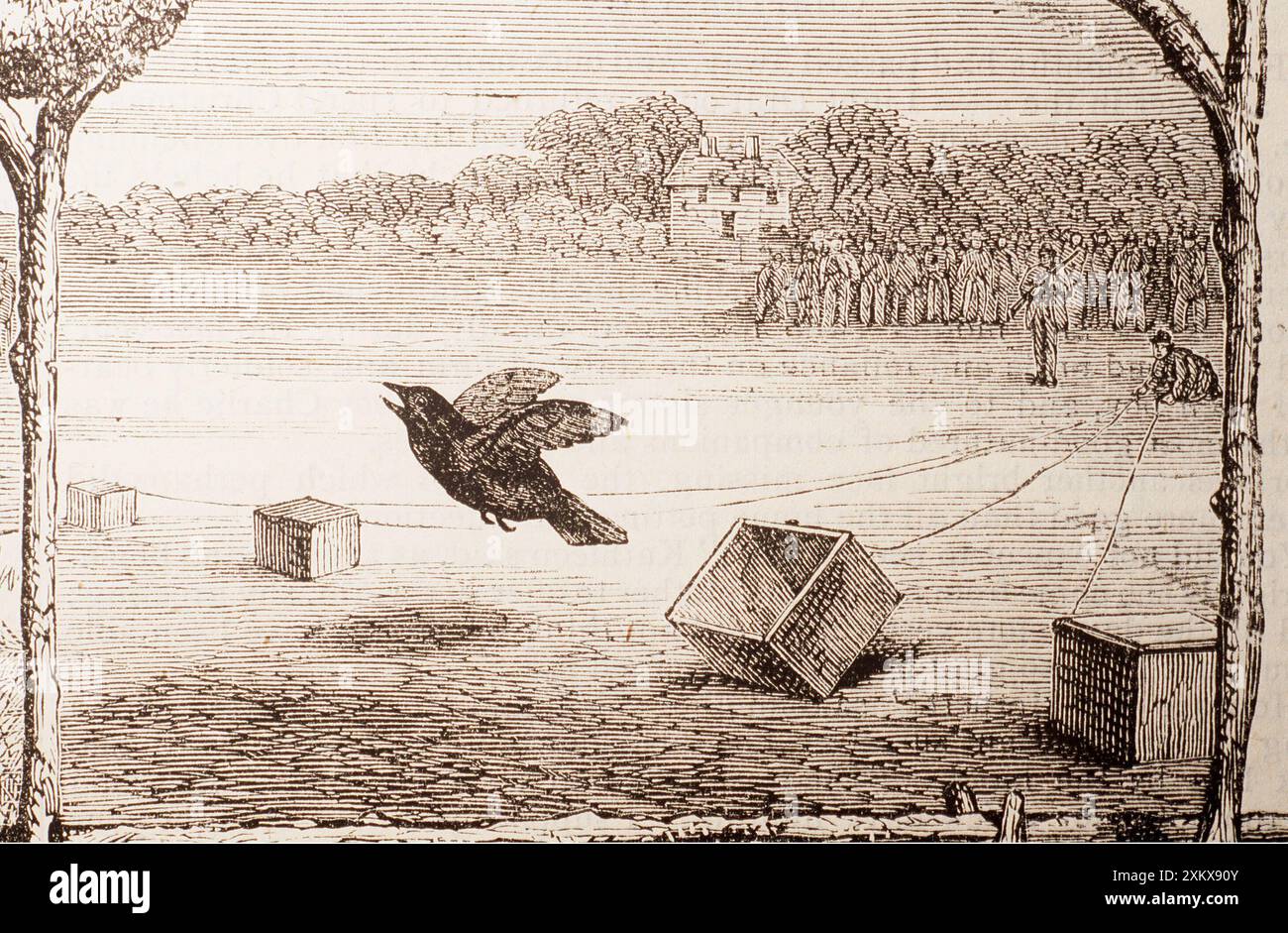 TRAP Illustration - TRAP SHOOTING BIRD Stock Photo - Alamy