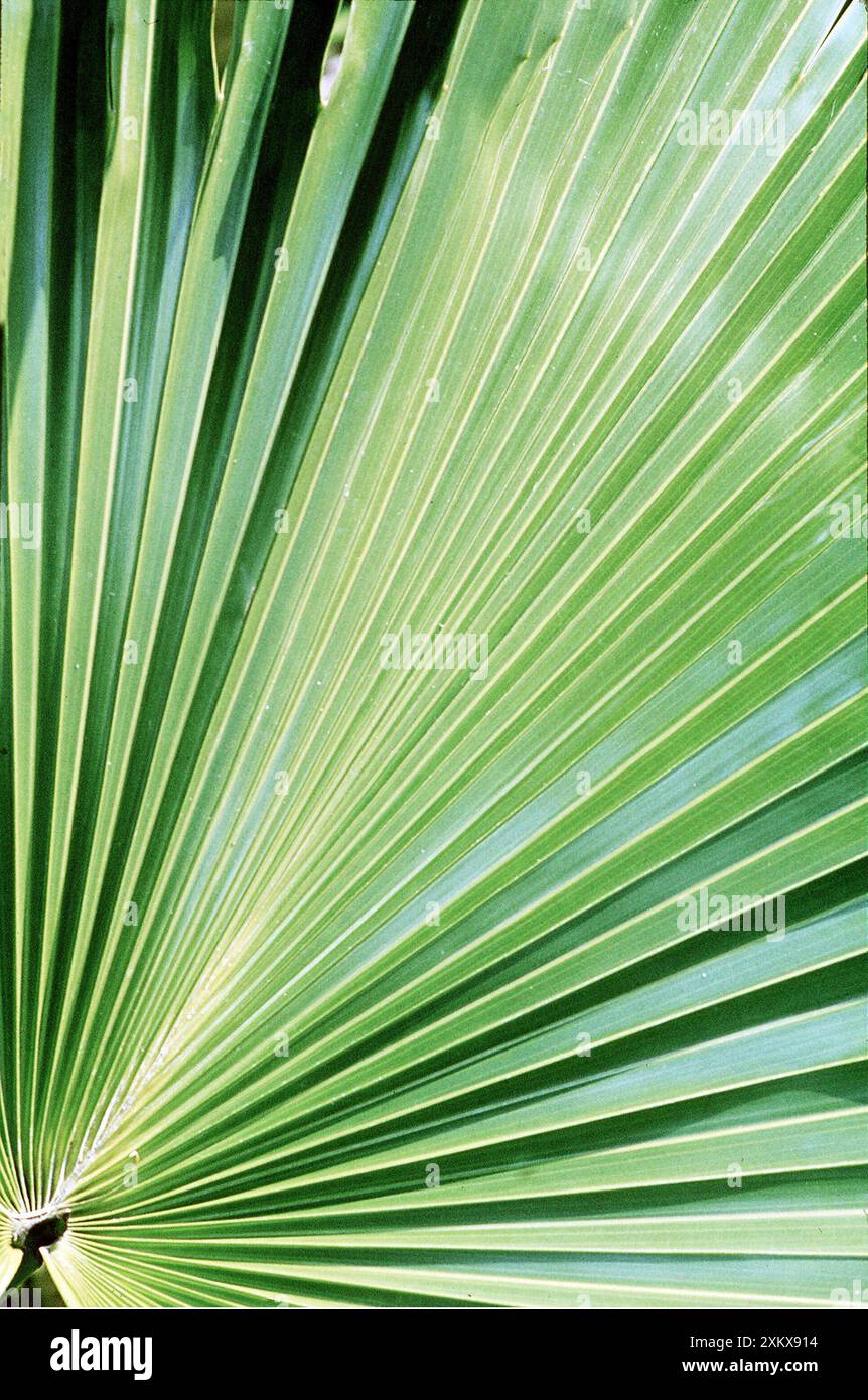 Palm patterns hi-res stock photography and images - Alamy