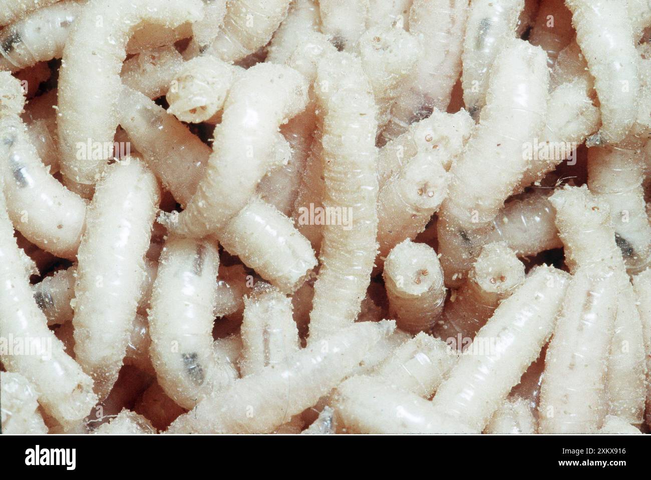 Blowfly larvae hi-res stock photography and images - Alamy