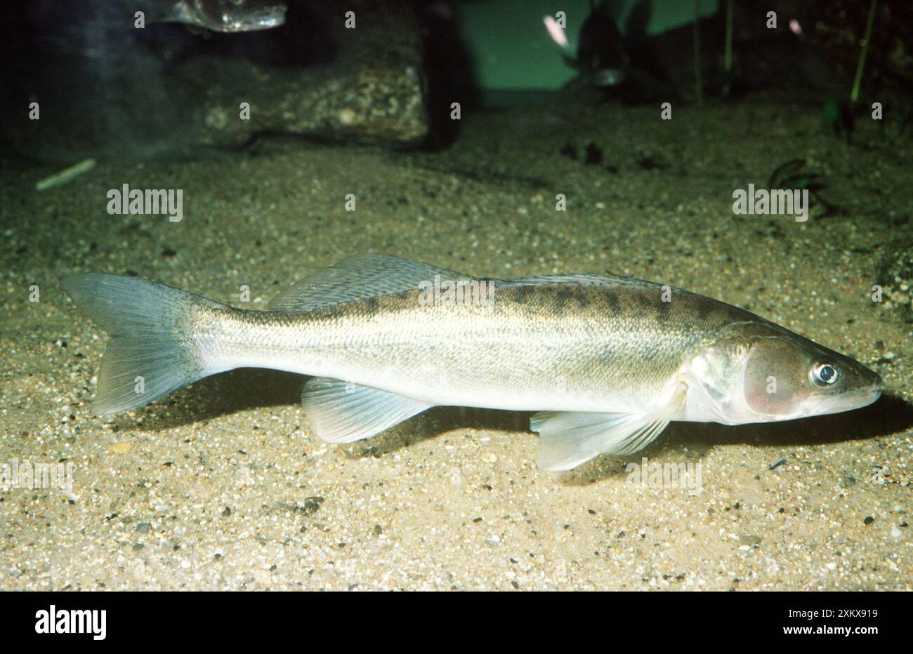 ZANDER / PIKE PERCH - ON RIVER BED Stock Photo - Alamy