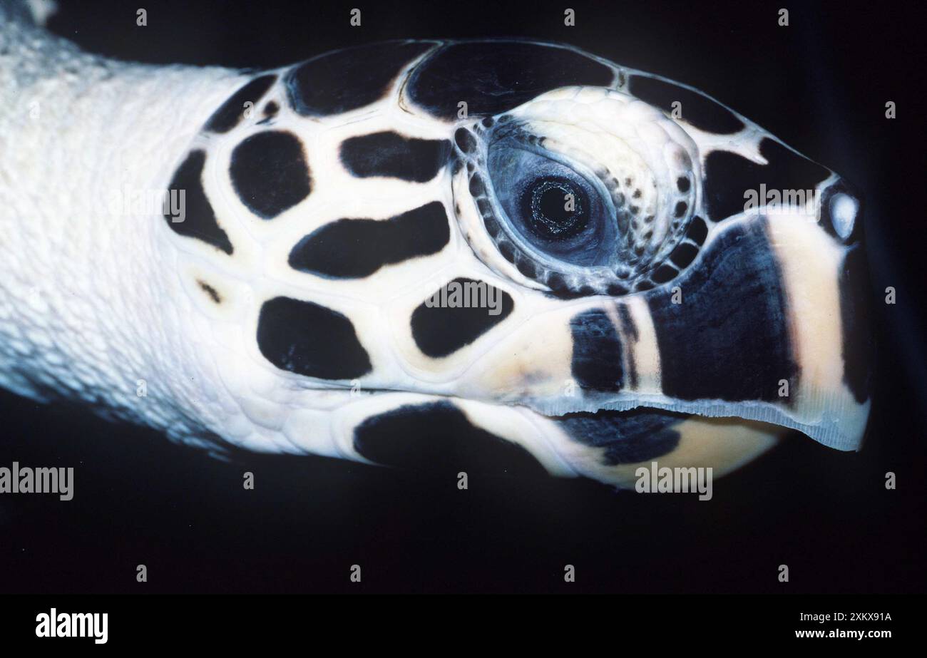 Hawksbill turtle close hi-res stock photography and images - Alamy