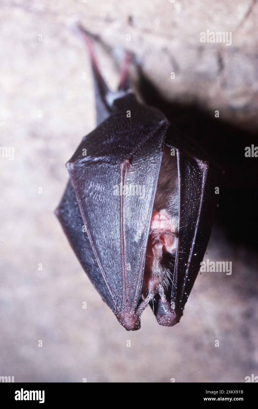 LESSER HORSESHOE BAT - Hibernating Stock Photo - Alamy