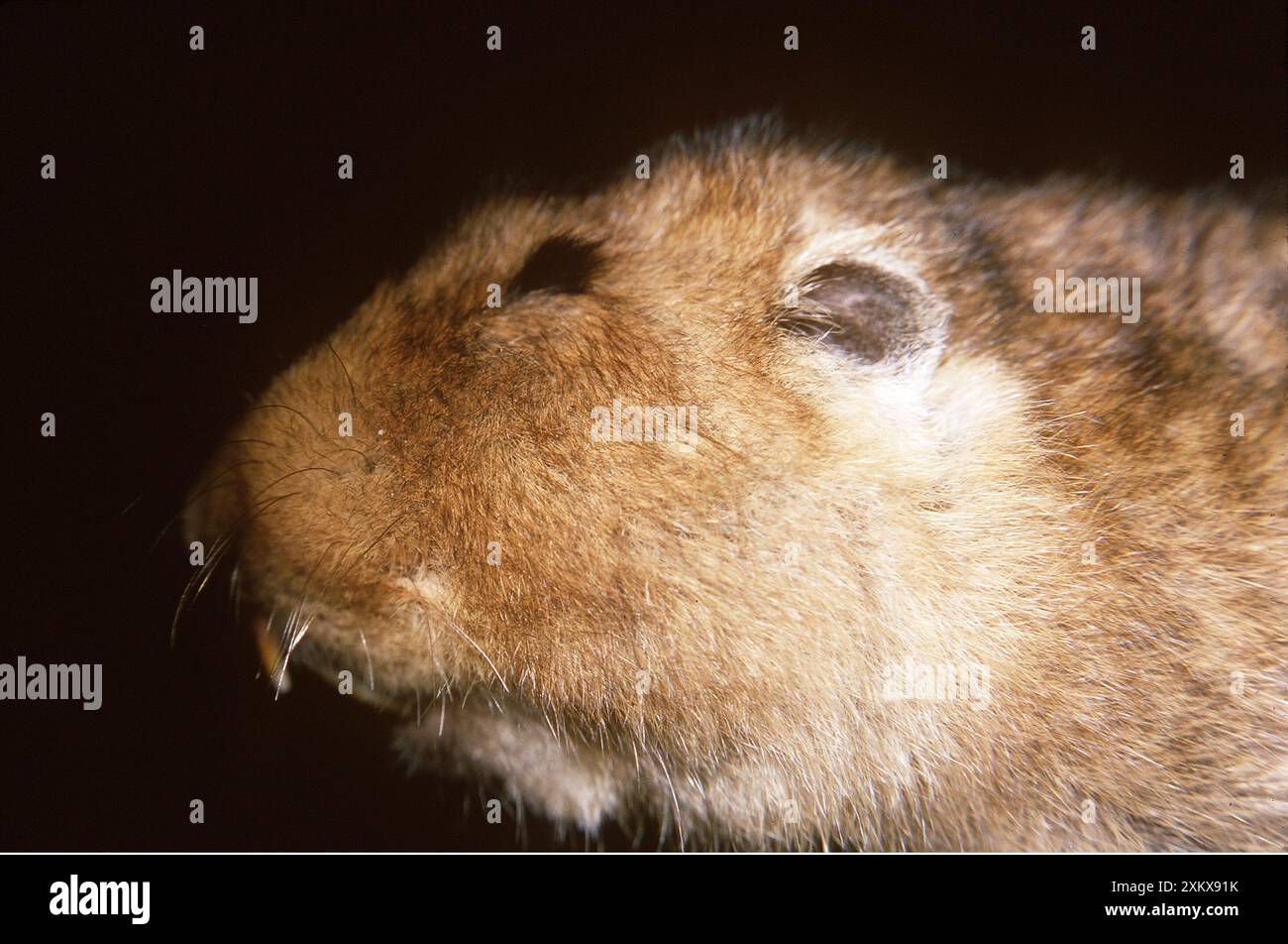 GIANT / BIG-HEADED MOLE-RAT - close up of head Stock Photo - Alamy