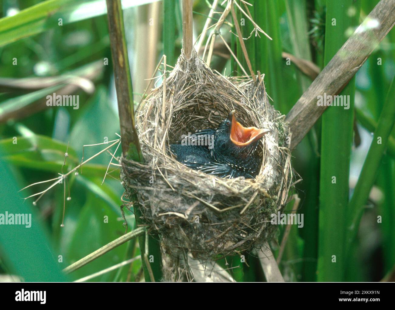 Baby cuckoo baby bird in nest hi-res stock photography and images - Alamy
