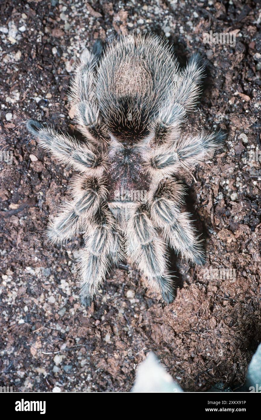 American tarantula spider hi-res stock photography and images - Alamy