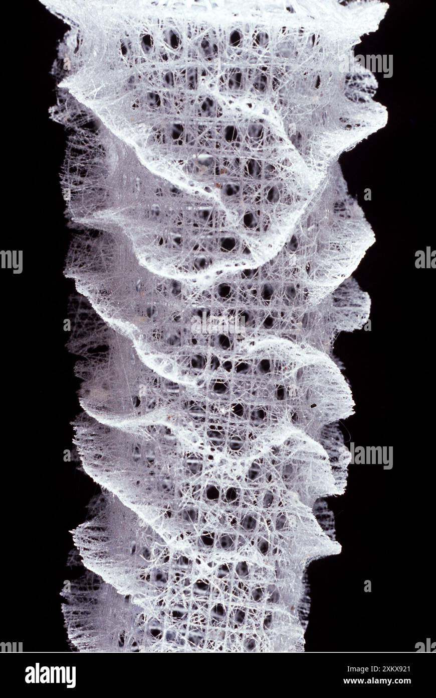 Venus flower basket hi-res stock photography and images - Alamy