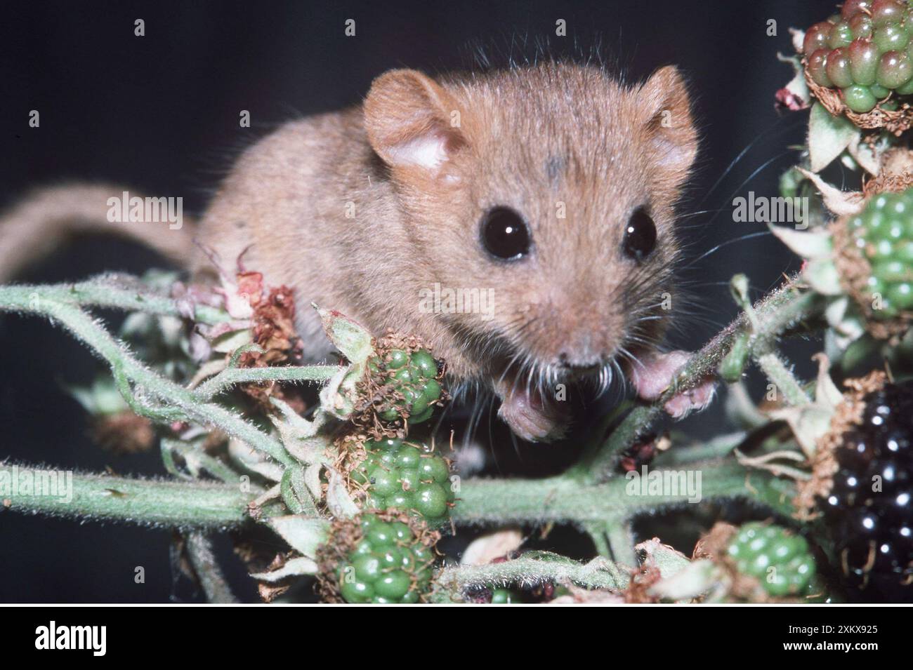 Common / Hazel DORMOUSE - juvenile on blackberry branch Stock Photo - Alamy